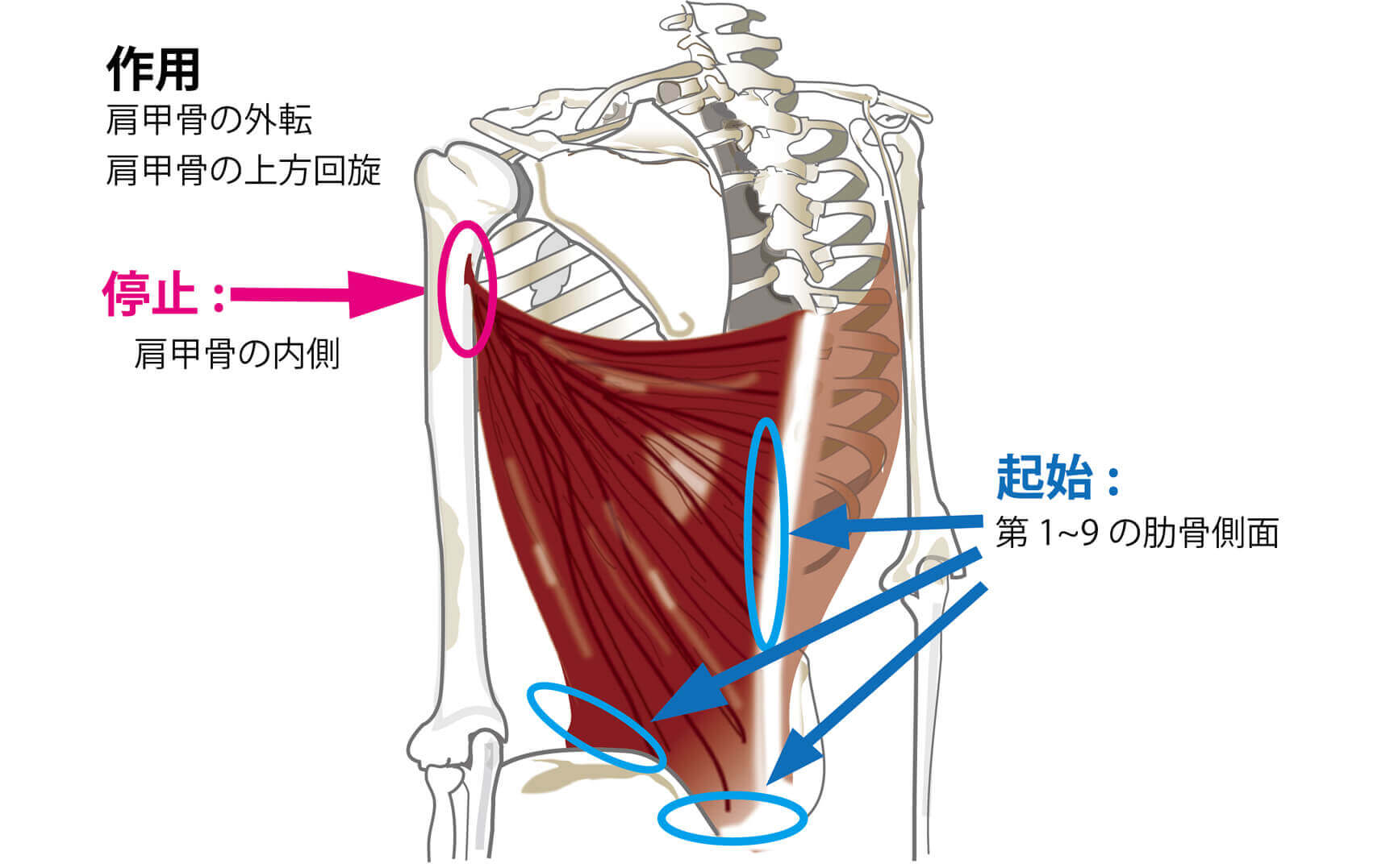 背中の筋肉の名前と働き【トレーナーが覚えておくべき情報も合わせて解説】 | Sharez for Trainer｜パーソナルトレーナー向けメディア