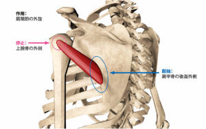 背中の筋肉の名前と働き【トレーナーが覚えておくべき情報も合わせて解説】 | Sharez for Trainer｜パーソナルトレーナー向けメディア
