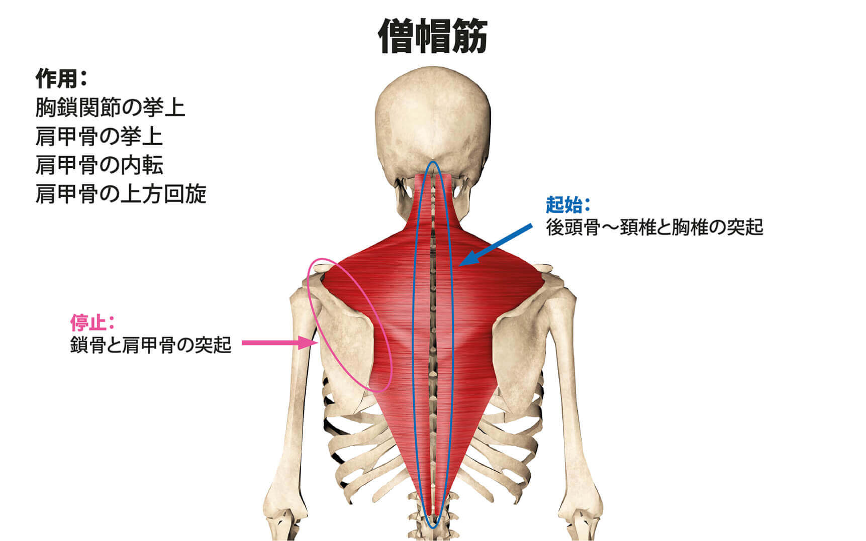 背中の筋肉の名前と働き【トレーナーが覚えておくべき情報も合わせて解説】 | Sharez for Trainer｜パーソナルトレーナー向けメディア