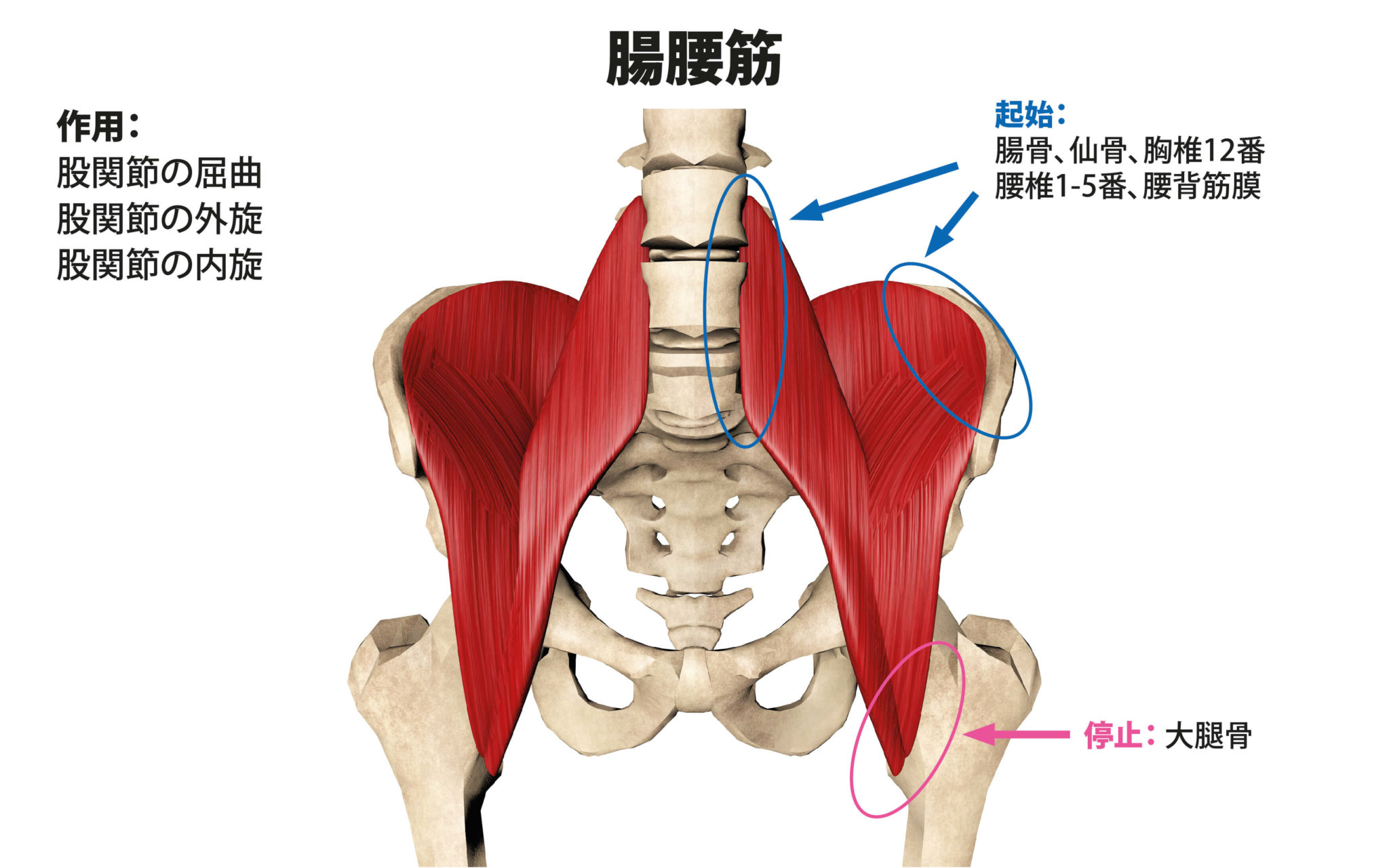 腸腰筋のストレッチ方法【股関節を柔らかくし骨盤を調整しよう】 Sharez For Trainer|パーソナルトレーナー向けメディア